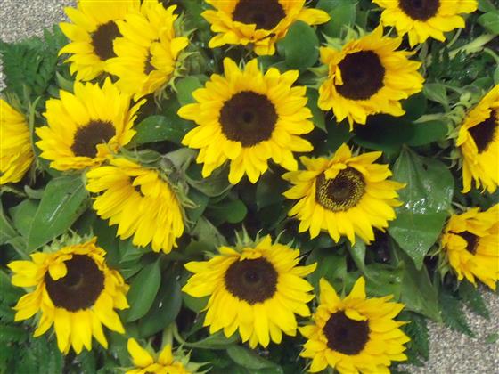 Sunflower Spray The Selsey Florist Chichester & Bognor Regis